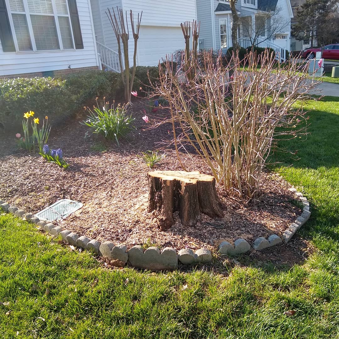 Raleigh Stump Grinding Service – Professional Stump Grinding at ...