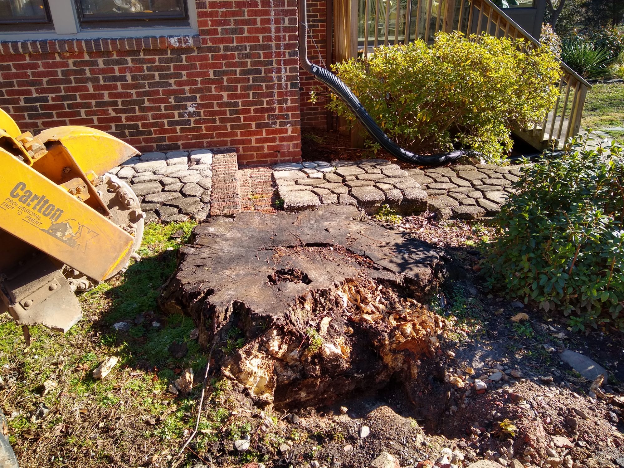 Raleigh Stump Grinding Service – Professional Stump Grinding at ...