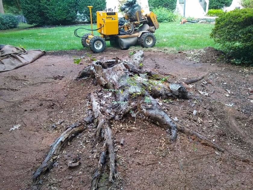 Avoiding Utility Line Damage: A Vital Step Before Stump Grinding ...